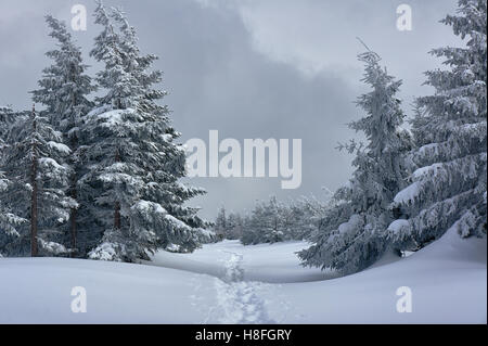 Snow-covered trees in the Jizera Mountains, Poland Stock Photo - Alamy