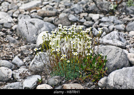 Blue-green Saxifrage (Saxifraga caesia) flowering, growing on limestone ...