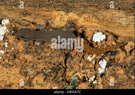 Saurodactylus brosseti lizard Morocco Stock Photo - Alamy
