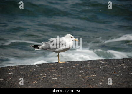 blue, animal, bird, tail, mew, white, seagull, gull, blue, flight ...