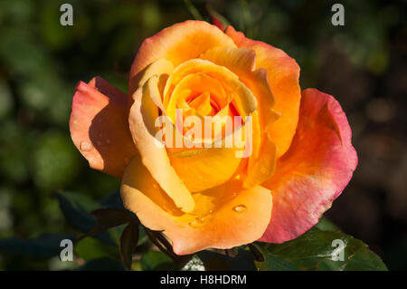 Hybrid tea rose Rosa Fulton MacKay. Hybridized by Cocker. London UK ...