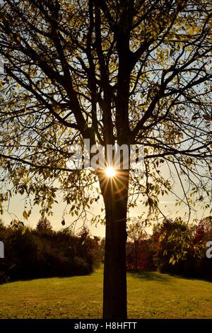 Sun star and sunshine through the leaves of a rhododendrons ...