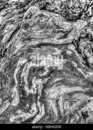 Rotting log in forest in early autumn showing decay Stock Photo - Alamy