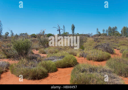desert oak, allocasuarina decaisneana, in the Australian Outback of the ...