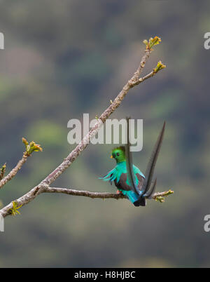 Panama wildlife with a Resplendent Quetzal, Pharomachrus mocinno, in La ...