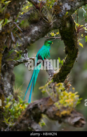 Panama wildlife with a Resplendent Quetzal, Pharomachrus mocinno, in La ...