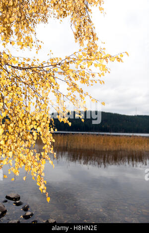 A Birch tree in a distance under cloudy blue sky on the horizon Stock ...