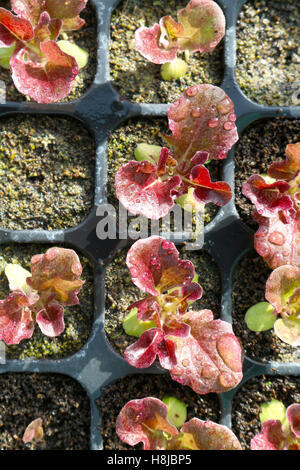 red lettuce in seeding tray closeup Stock Photo - Alamy