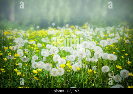 dandelion puff flower meadow flower meadow puff flowers flowers spring ...