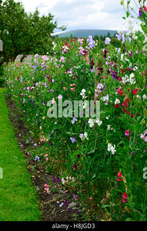 lathyrus sweet peas pea grow growing up wigwam plant supports frame ...