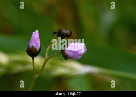 Two beautiful pink flowers of the Sundew Drosera pauciflora, a ...
