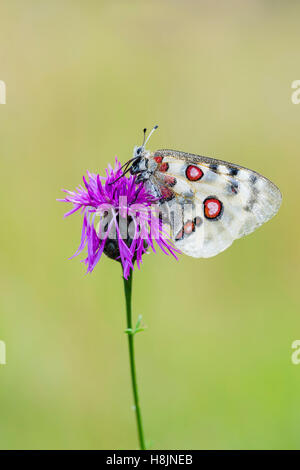 Roter Apollofalter Weibchen, Parnassius apollo lithographicus, Female ...