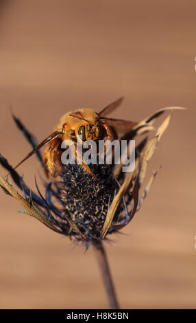 Gold colored male valley carpenter bee, scientific name Xylocopa ...