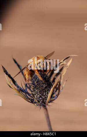 Gold colored male valley carpenter bee Stock Photo - Alamy