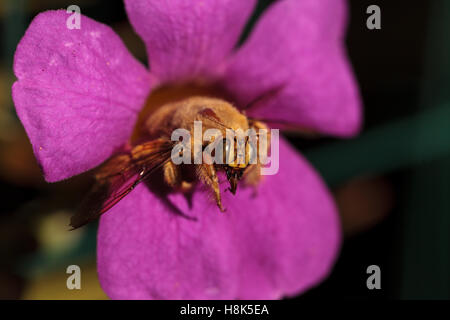 Gold colored male valley carpenter bee Stock Photo - Alamy