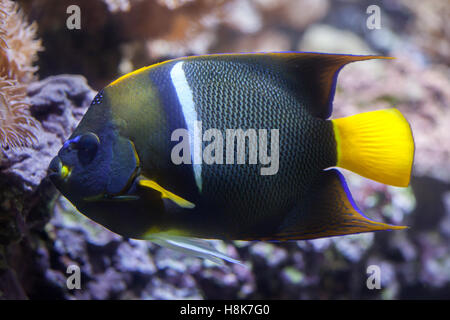 King angelfish Holacanthus passer , also known as the passer angelfish ...