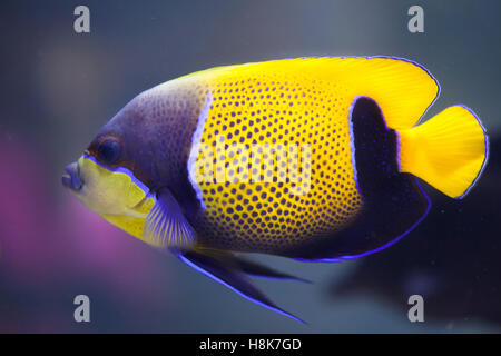 Majestic Angelfish or Blue-girdled angelfish (Pomacanthus navarchus ...