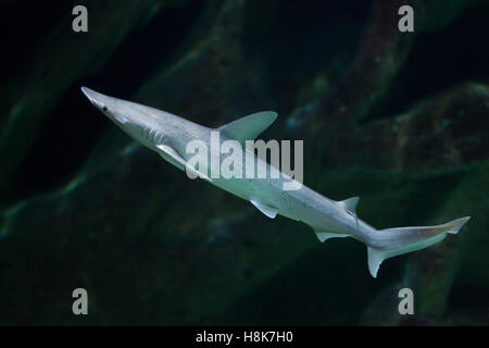 Bonnethead shark (Sphyrna tiburo), also known as the shovelhead shark ...