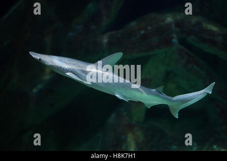 Bonnethead shark (Sphyrna tiburo), also known as the shovelhead shark ...