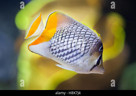 The pearlscale butterflyfish (Chaetodon xanthurus), also known as ...