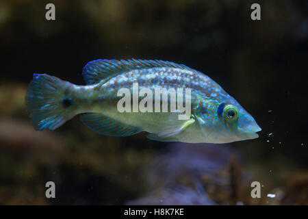 Corkwing wrasse (Symphodus melops). Marine fish Stock Photo - Alamy
