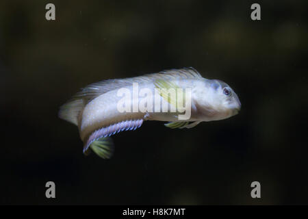 Goby (Gobius sp.). Marine fish Stock Photo - Alamy