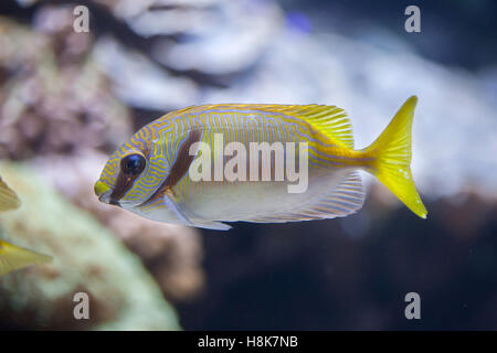 Scribbled rabbitfish (Siganus doliatus), also known as the barred ...