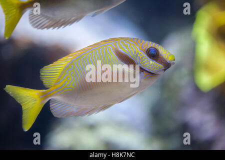 Scribbled rabbitfish (Siganus doliatus), also known as the barred ...