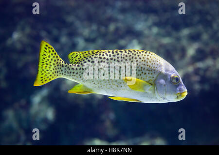 Black-spotted rubberlip (Plectorhinchus gaterinus) in Red Sea Stock ...