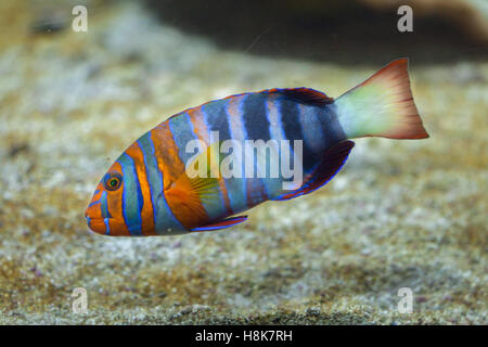 Harlequin tusk fish ; harlequin tuskfish , Choerodon fasciatus , Green ...