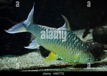 Java barb (Barbonymus gonionotus), also known as the silver barb Stock ...