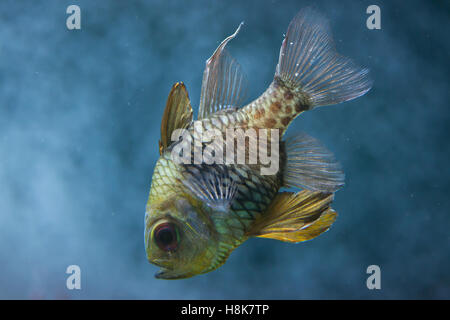 Pajama cardinalfish (Sphaeramia nematoptera), also known as the spotted ...