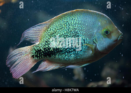 Oaxaca cichlid (Vieja zonata). Freshwater fish Stock Photo - Alamy