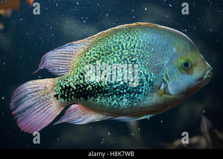 Oaxaca cichlid (Vieja zonata). Freshwater fish Stock Photo - Alamy