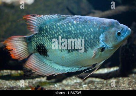 Giant gourami fish (Osphronemus goramy) in aquarium. Wildlife animal ...