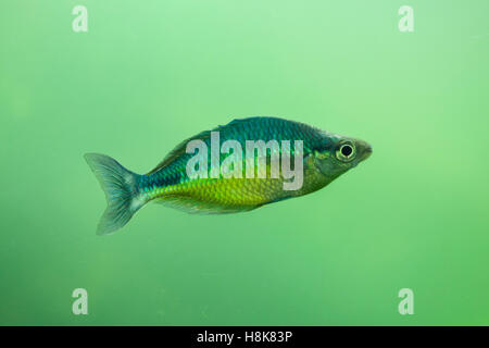 New Guinea rainbowfish (Melanotaenia affinis Stock Photo - Alamy