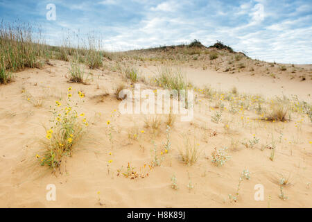 The Spirit Sands in Spruce Woods Provincial Park, Manitoba, Canada ...