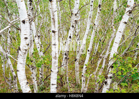 Paper birch trees betula papyrifera in fall near Witch Hole Pond in ...