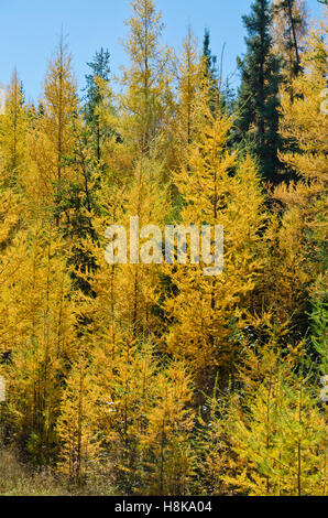 Northern Ontario Forest in Autumn time Stock Photo - Alamy