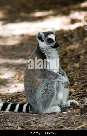 lemur in his wild enviroment Stock Photo - Alamy