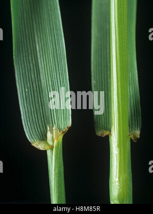 Perennial ryegrass, Lolium perenne, leaf ligule at the node and ...