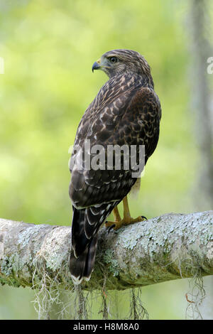 Red-shouldered Hawk adult hunting from a perch. Arastradero Preserve ...