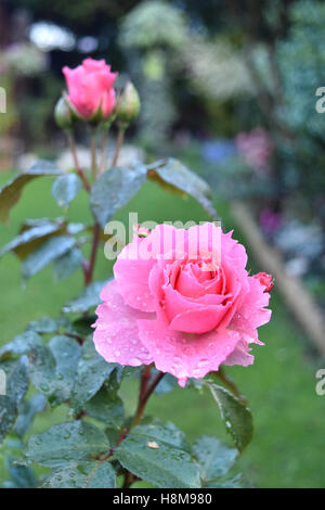 Pink rose flower in drops after rain close up isolated on a white ...