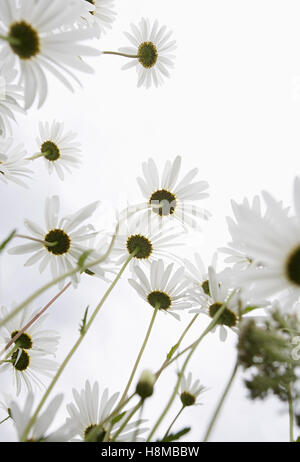 Daisy flowers field, large group of chamomiles, daylight and outdoor ...