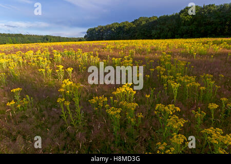 Hoary Ragwort (Jacobaea erucifolia Stock Photo - Alamy