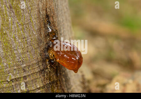 Solid tree sap on trunk of Mimosa, Acacia dealbata, tree. Spain Stock ...
