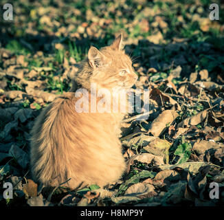 Red domestic tomcat among the grass and leaves Stock Photo - Alamy