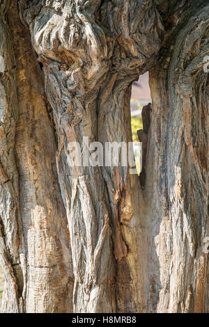 Thick tree trunk close up Stock Photo - Alamy