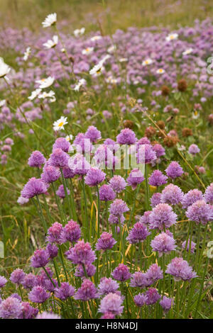 Schnittlauchblüten // Chive Blossoms Stock Photo - Alamy