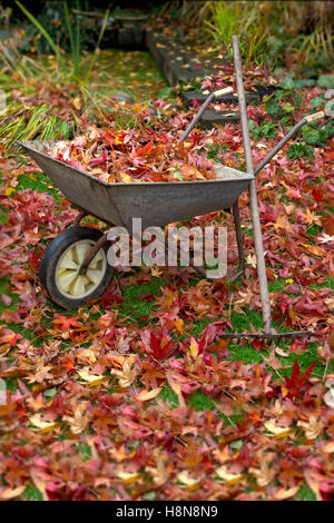 A wheelbarrow full of autumn leaves, England, UK Stock Photo - Alamy